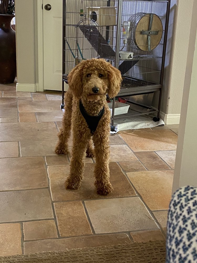 HAPPY GROOMING - Updated October 2025 - 65 Photos & 75 Reviews - 9910 ...