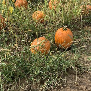 CONKLIN FARM U-PICK - Updated October 2025 - 105 Photos & 40 Reviews ...