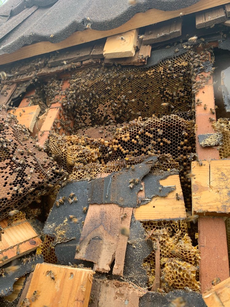 BEE SAFE BEE REMOVAL - Updated September 2024 - Request a Quote - 22 ...