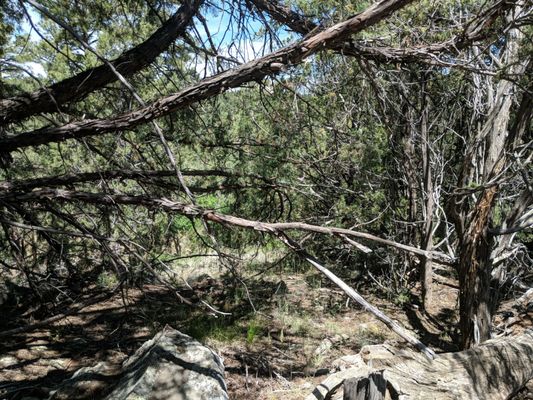 SHOW LOW BLUFF HIKING TRAIL - 42 Photos - 769 S White Mountain Rd, Show ...