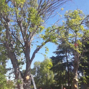 JULIAN TREE CARE - Updated 05/2025 - 282 Photos & 309 Reviews - Walnut ...