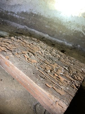 PREMIUM TERMITE & PEST CONTROL - Updated December 2025 - 47 Photos ...