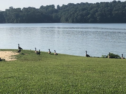 LENOIR CITY PARK - Updated January 2026 - 5200 City Park Dr, Lenoir ...