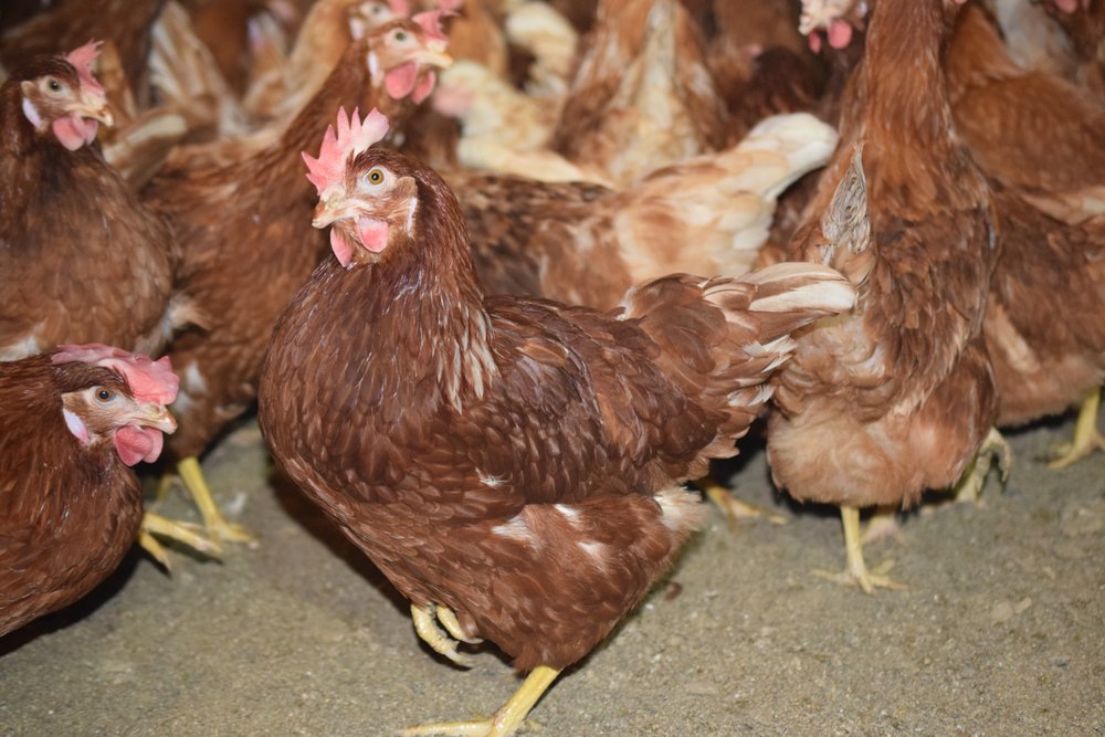 GEMPERLE FAMILY FARM - Updated March 2025 - 10218 Lander Ave, Turlock ...