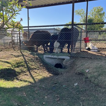 AMADIO RANCH FARM STORE - Updated June 2024 - 182 Photos & 133 Reviews ...