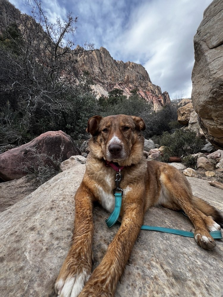 A PATH 4 PAWS - Updated January 2026 - 13 Reviews - 232 N Jones Blvd, Las Vegas, Nevada - Pet ...