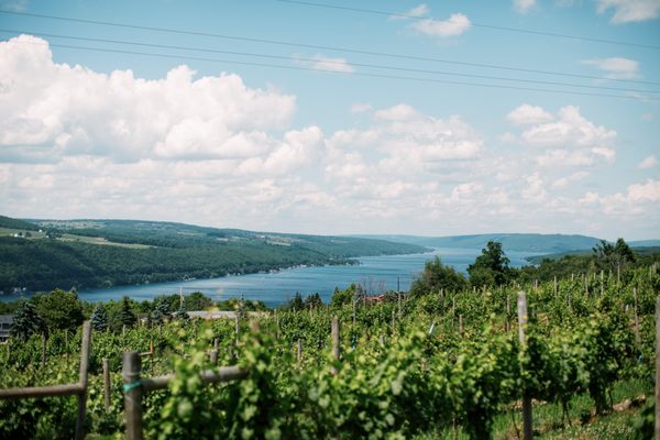 LIVING ROOTS FINGER LAKES - 11 Photos - 8560 County Rd 87, Hammondsport ...