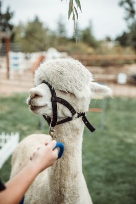 THE DINGLE FAMILY FARM AND STABLES - 509 Photos & 39 Reviews - 3630 ...