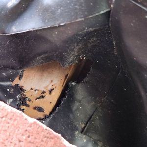 PEST TECH HAWAII - Updated December 2025 - 84 Photos & 124 Reviews ...