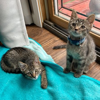 MICHIGAN ANIMAL RESCUE LEAGUE - Updated December 2025 - 39 Photos & 60 ...