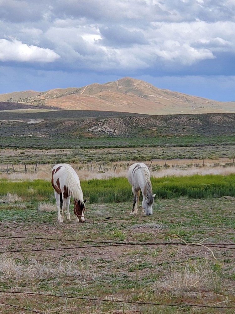 BENNION BEEF - Updated December 2025 - 21 Photos - 1436 Greenjacket Rd ...