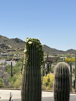 DESERT FOOTHILLS LIBRARY - Updated October 2025 - 414 Photos & 23 ...