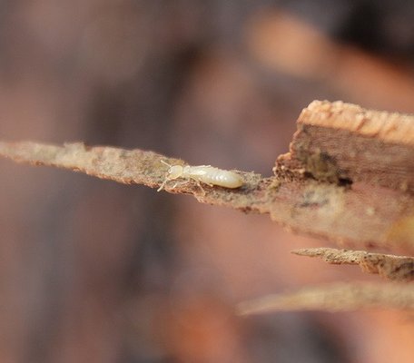 THE KILLERS PEST CONTROL - Updated October 2025 - 36 Photos & 113 ...