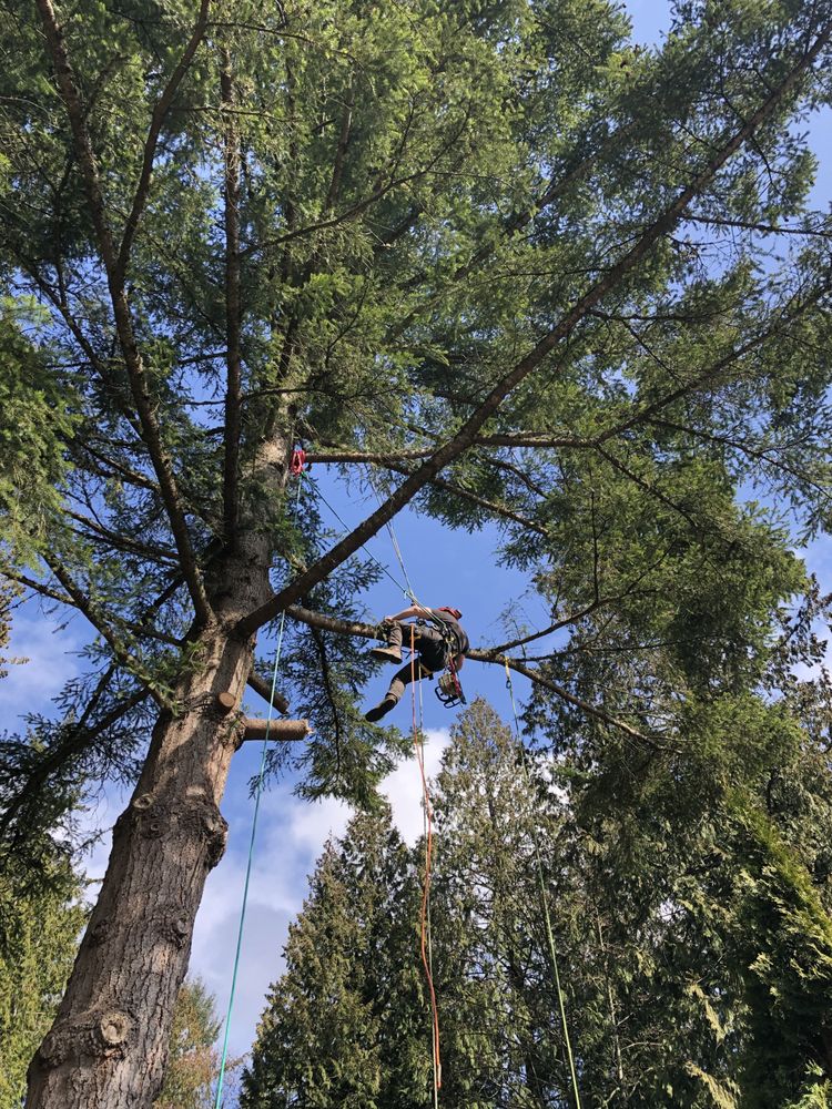 NORTH VALLEY TREE CARE - Updated July 2025 - 17 Photos - Snohomish ...