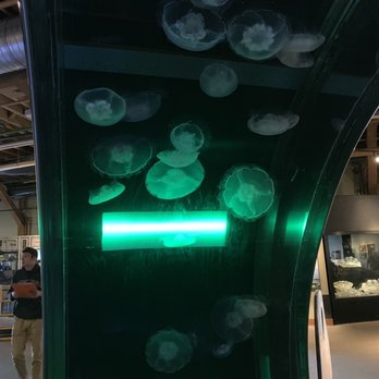 Seattle Aquarium - 2937 Photos & 1093 Reviews - Aquariums - 1483 ...