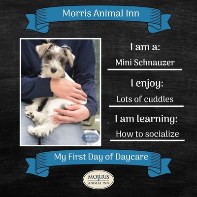 MORRIS ANIMAL INN - Updated October 2024 - 87 Photos & 100 Reviews ...