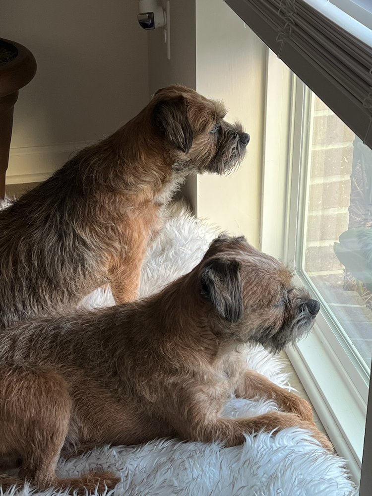 LEASHES & LEADS - Updated January 2026 - 156 Photos & 47 Reviews - 6214 ...