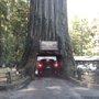 DRIVE-THRU TREE - Updated April 2025 - 567 Photos & 198 Reviews - 67402 ...