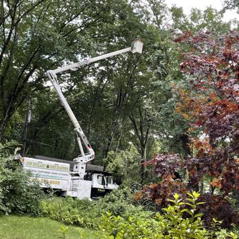 NEW ENGLAND TREE MASTERS - Updated April 2025 - 53 Photos & 48 Reviews ...