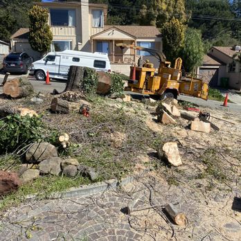 CAL TREE CARE - Updated December 2025 - 69 Photos & 173 Reviews ...