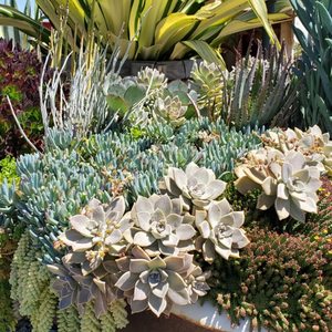 WATERWISE BOTANICALS - 286 Photos & 77 Reviews - Nurseries & Gardening ...