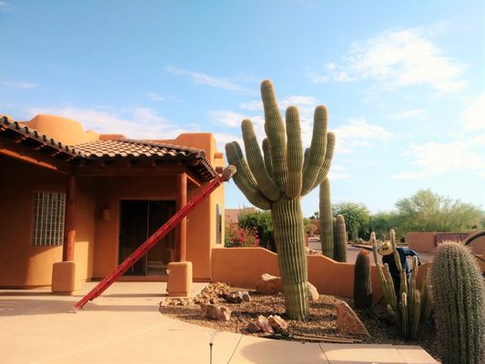 AZ CACTUS EXPERTS - Updated August 2025 - 73 Photos & 44 Reviews ...