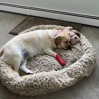 METLIFE PET INSURANCE - Updated July 2024 - 70 Photos & 355 Reviews ...