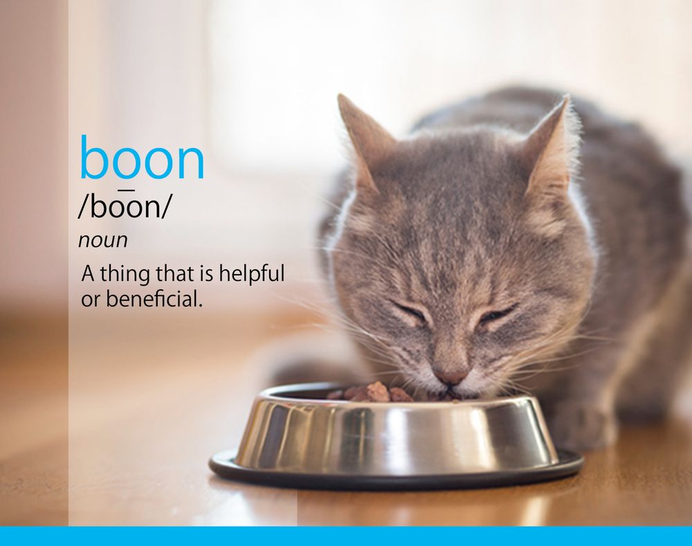 BOON PET CARE - Updated January 2025 - 72 Photos & 11 Reviews - Houston ...