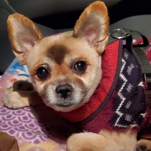 PETS R INN FM - Updated March 2025 - 3902 13th Ave S, Fargo, North ...