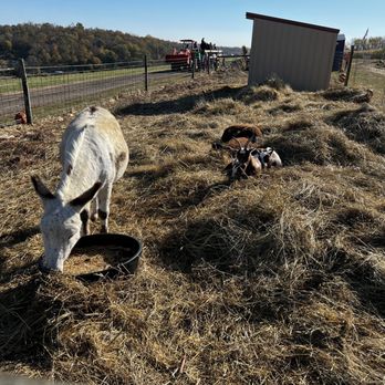 TRAX FARMS - Updated October 2025 - 395 Photos & 99 Reviews - 528 Trax ...