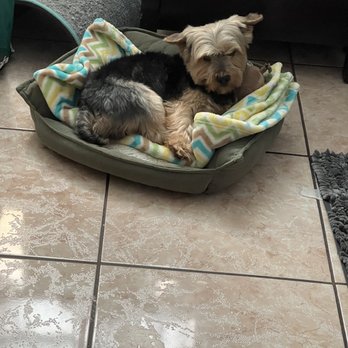 MOOCHI DOG SALON AND SUPPLY - Updated July 2025 - 252 Photos & 269 ...