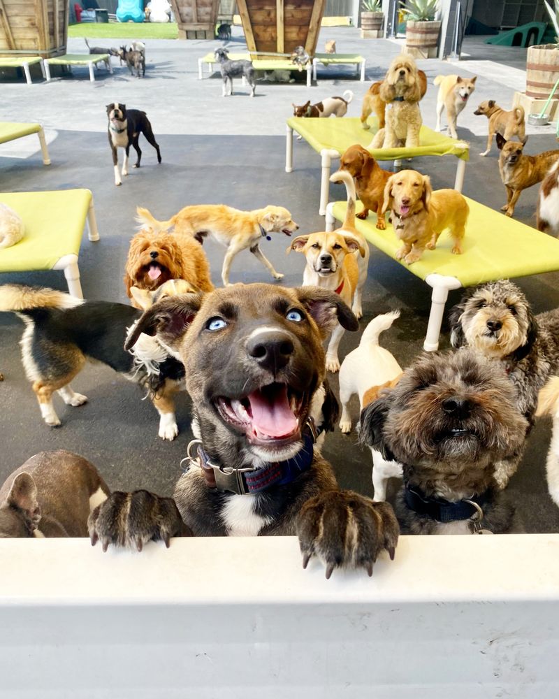 WEST LA DOGS- SMALL DOG BUILDING - Updated February 2025 - 47 Photos ...