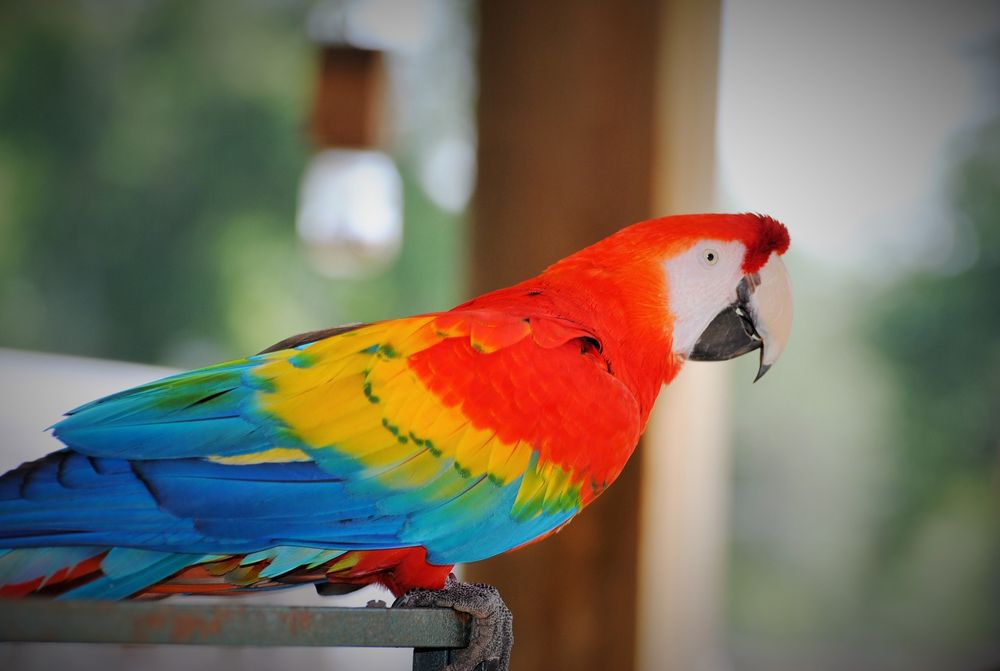 ALMOSTA RANCH - Updated October 2025 - 31 Photos - 5290 Choupique Rd ...