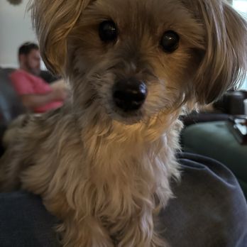 POSH PETS RESCUE - Updated January 2026 - 438 Photos & 299 Reviews ...