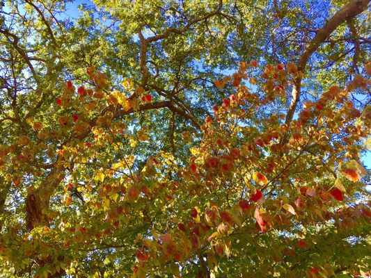 FORSYTHE PARK - Updated October 2025 - 13 Photos - 2401 Sycamore St ...