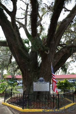 THE OLD SENATOR TREE - Updated October 2025 - 36 Photos & 12 Reviews ...