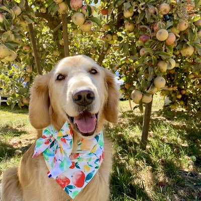 RILEY’S APPLE FARM - Updated November 2024 - 298 Photos & 190 Reviews ...