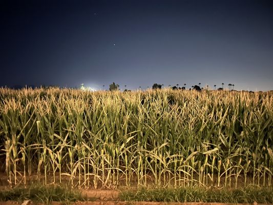 SCHNEPF FARMS - Updated January 2026 - 1295 Photos & 642 Reviews ...