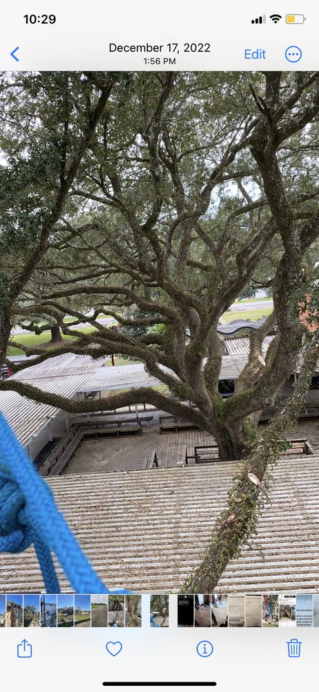 CRIS TREE SERVICE - Updated December 2025 - 18 Photos - Lafayette ...