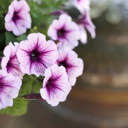 Menards Reviews | Read Customer Service Reviews of menards.com