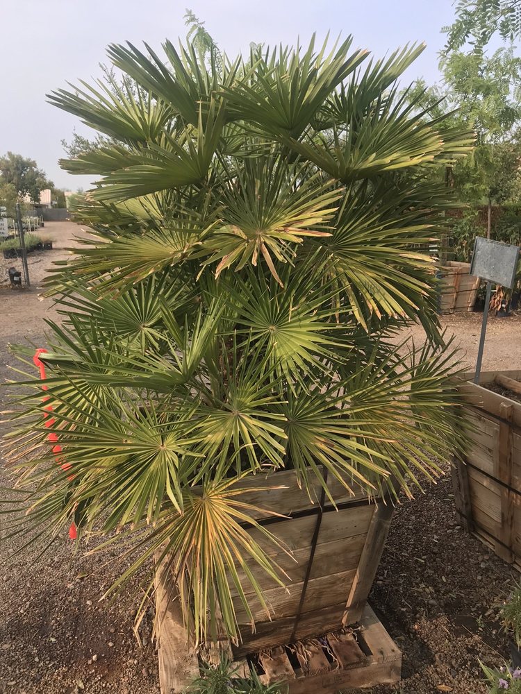 ELGIN NURSERY & TREE FARM - Updated August 2024 - 24 Photos & 56 ...