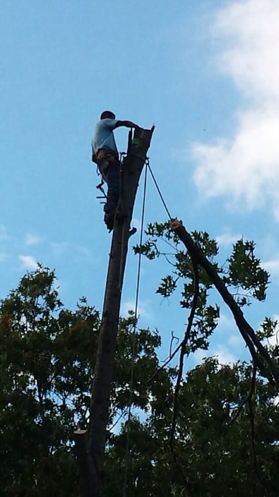 EDS AFFORDABLE TREE & LANDSCAPING SERVICE - Updated July 2025 - 271 ...