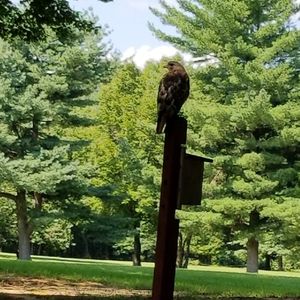 NIGHT HAWK GOLF CENTER - 11 Photos & 17 Reviews - Golf - 814 State Rte ...