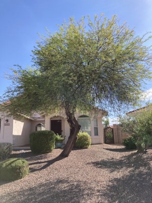 TREE MONKEY TREE TRIMMING - Updated July 2024 - 51 Photos & 55 Reviews ...