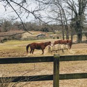 SPRINGS EQUESTRIAN - 11 Photos - Horseback Riding - 1058 Horse Rd, Fort ...