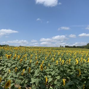 GRINTER’S SUNFLOWER FARM - 90 Photos & 32 Reviews - 24154 Stillwell Rd ...