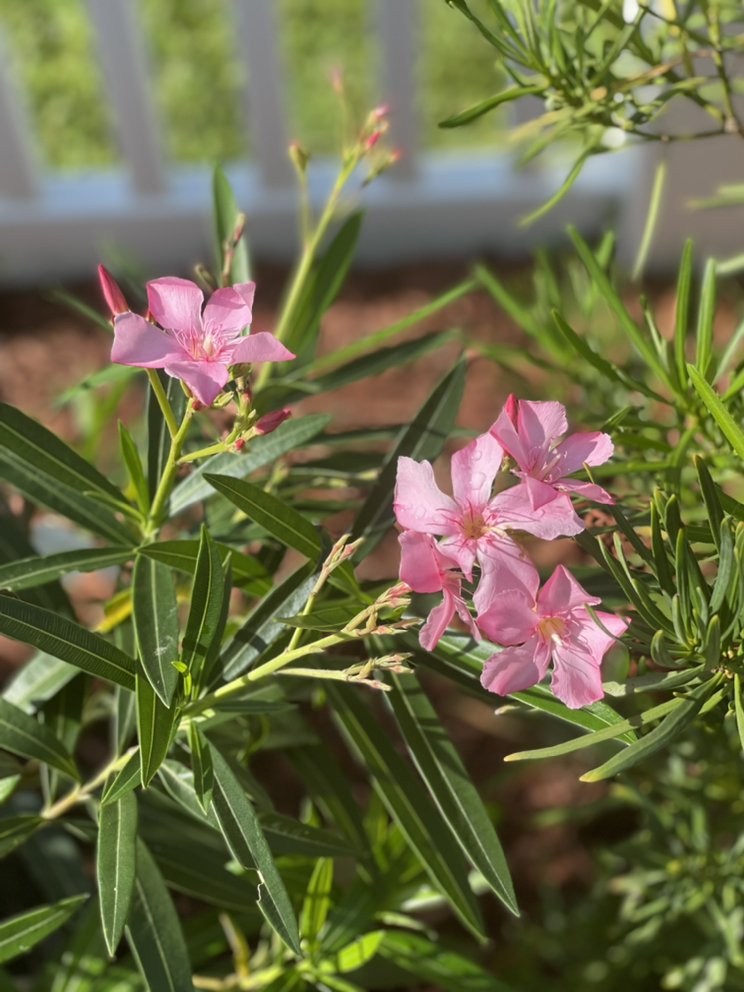 AMBIANCE PLANTS - 422 Carley Ln, Cocoa, Florida - Party Equipment ...