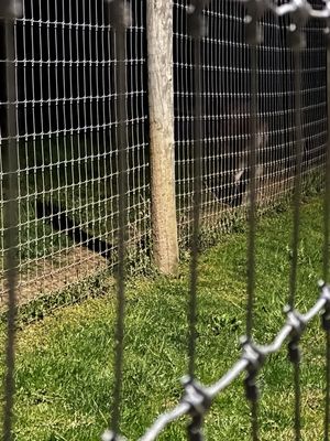 THE WOLF SANCTUARY OF PA - Updated March 2025 - 281 Photos & 123 ...