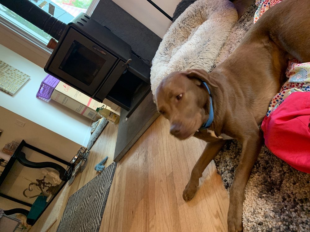 THE SOCIAL HOUND DOG PARK AND HOTEL - Updated December 2025 - 248 ...