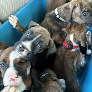 FAIRMONT PET HOSPITAL - Updated November 2025 - 13 Photos & 46 Reviews ...